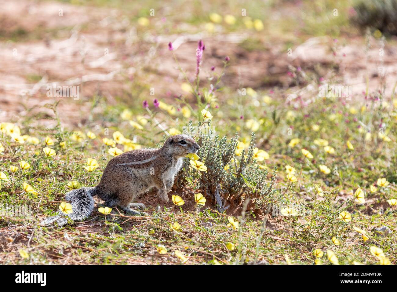 South African striped cape ground squirrel, Xerus erythropus,in desert ...
