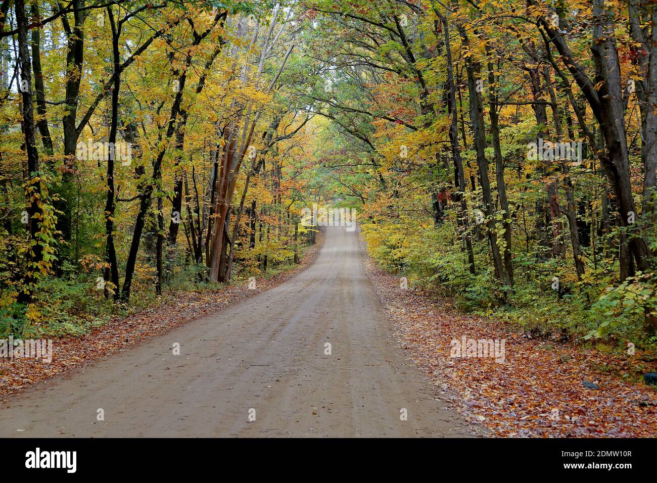 Tree lined dirt road with autumn foliage in west Michigan Stock Photo ...