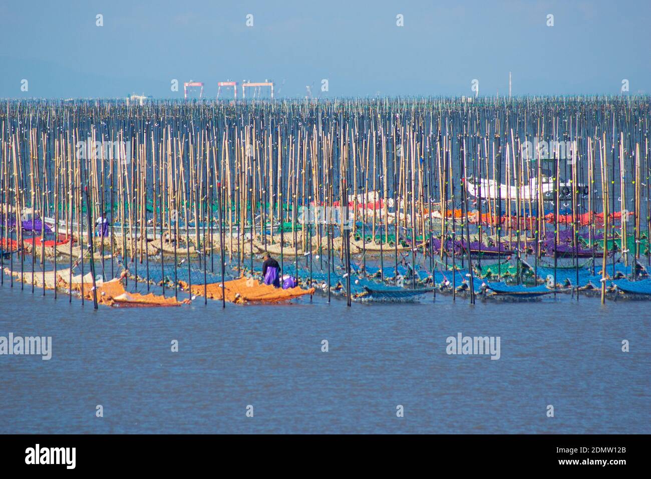 Seaweed Culture in Ariake Sea, Uto City, Kumamoto Prefecture, Japan ...