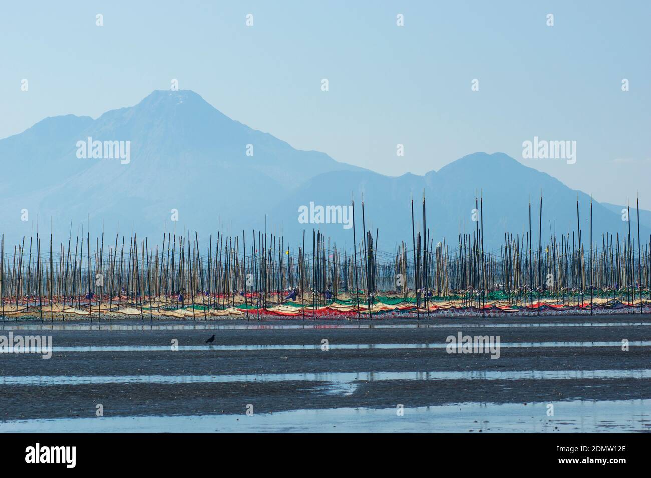 Seaweed Culture in Ariake Sea, Uto City, Kumamoto Prefecture, Japan ...