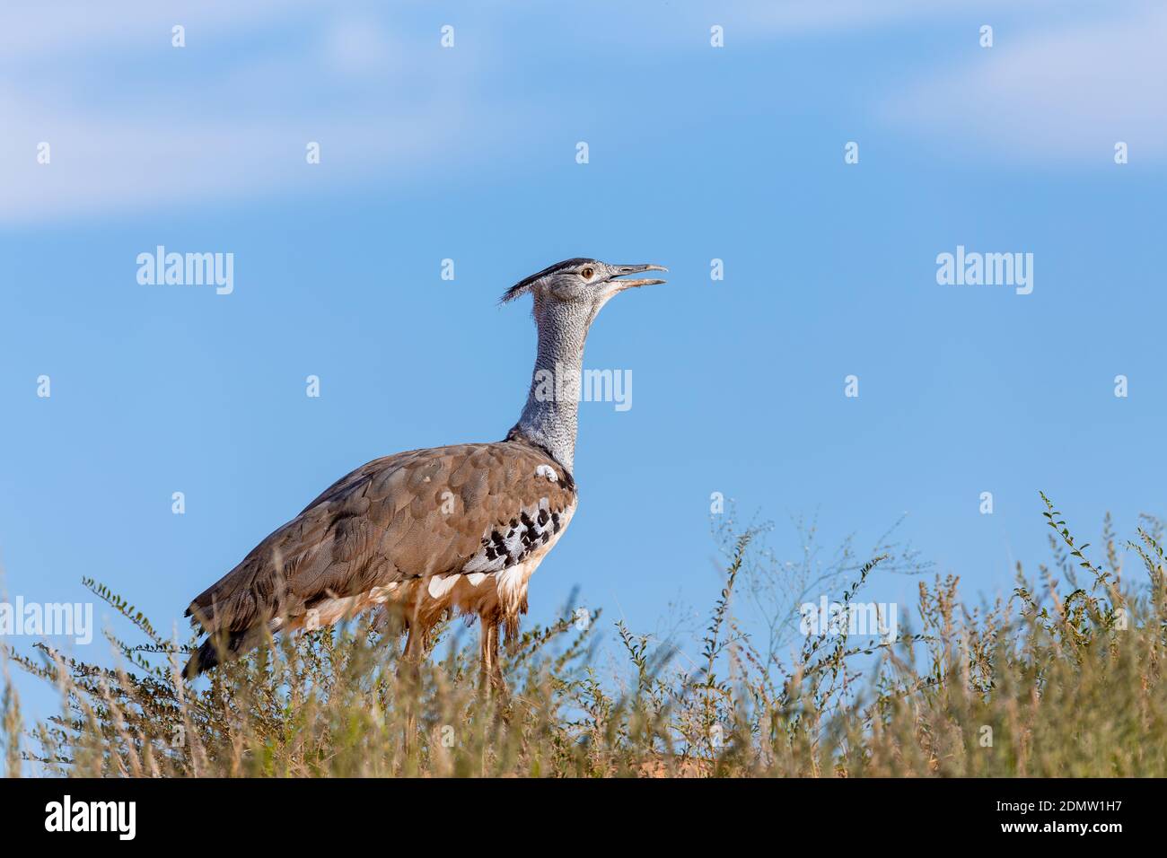 bird Kori Bustard (Ardeotis kori) in african bush against blue sky ...