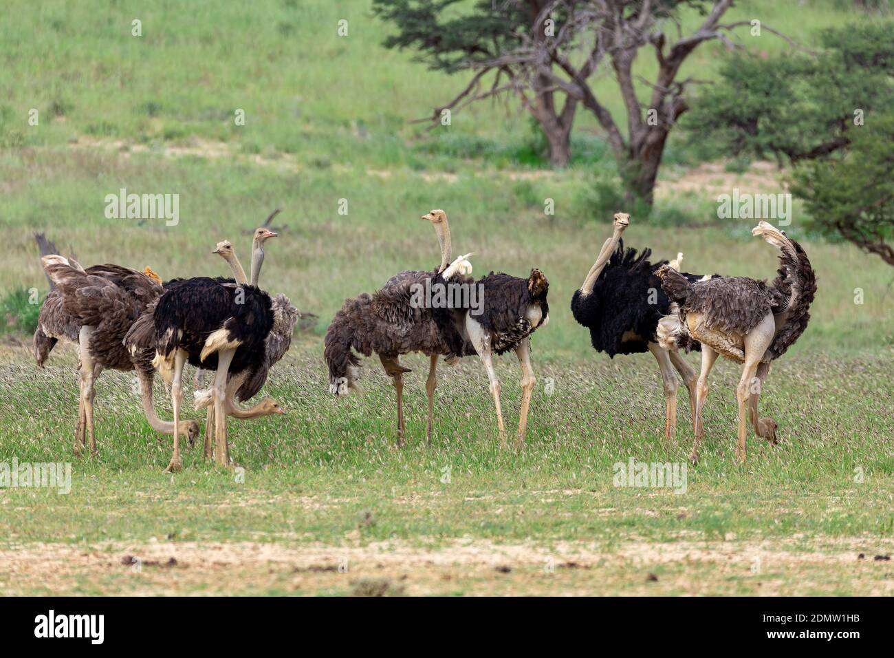 non-flying bird Ostrich, (Struthio camelus) in Kalahari, green desert ...