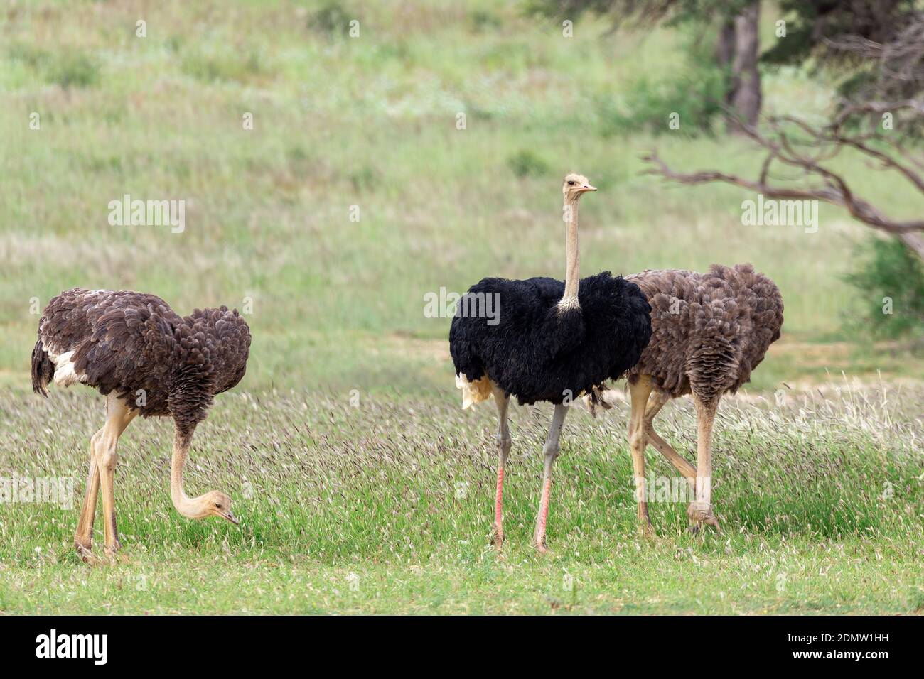 non-flying bird Ostrich, (Struthio camelus) in Kalahari, green desert ...