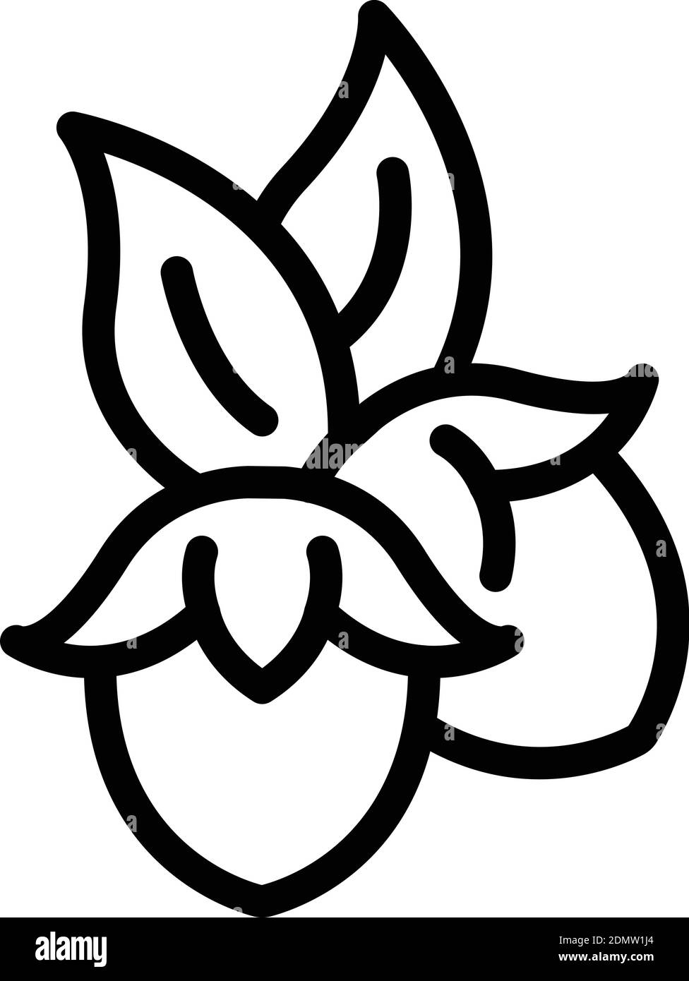 Jojoba plant icon. Outline jojoba plant vector icon for web design ...