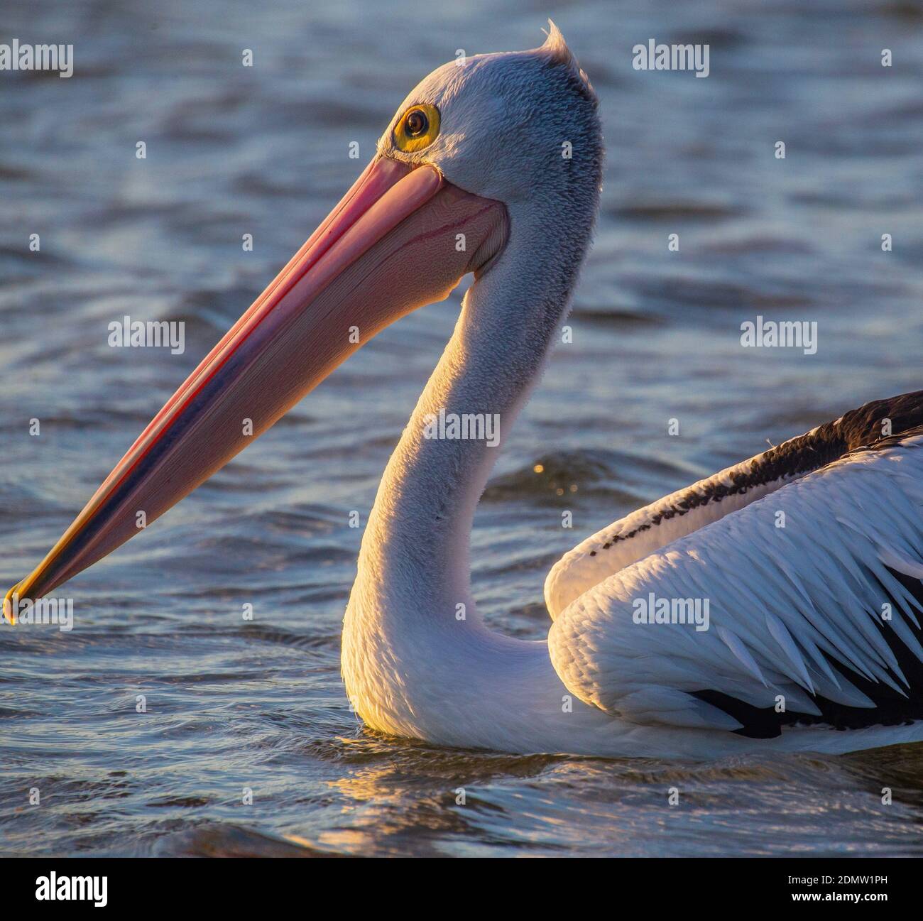 Pelican noosa hi-res stock photography and images - Alamy