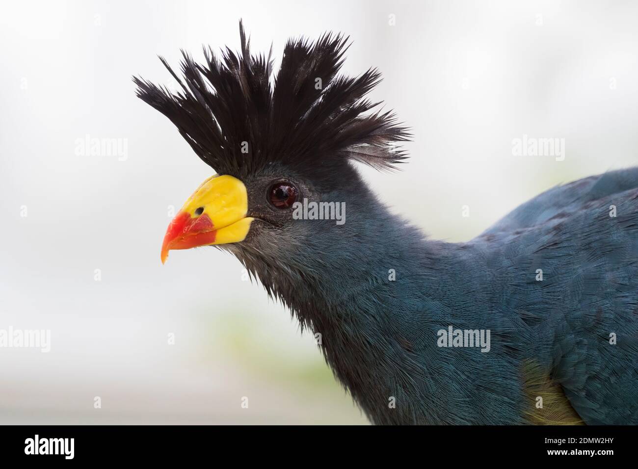 Portrait of great blue turaco (Corythaeola cristata Stock Photo - Alamy