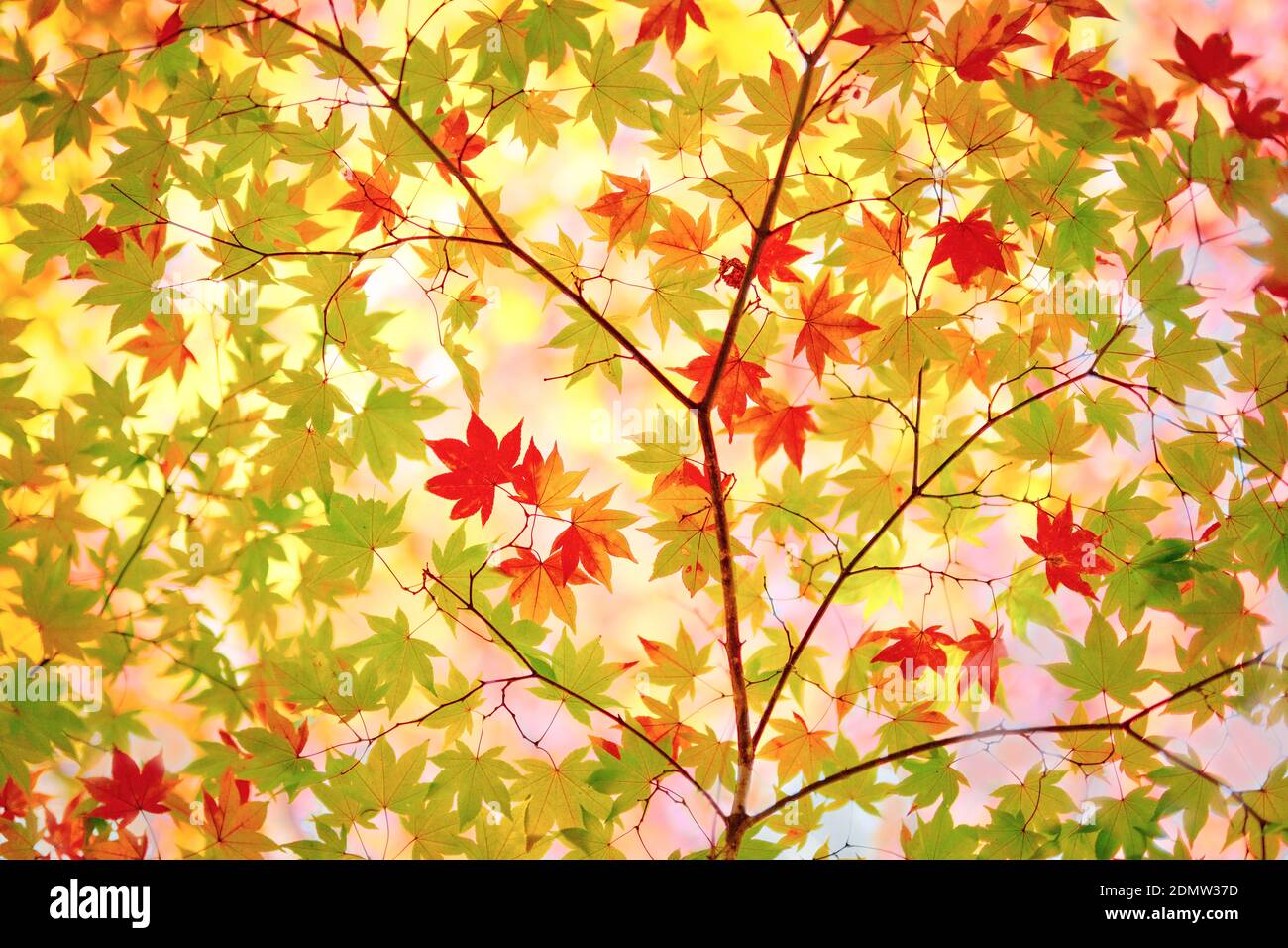 Japanese Fall Foliage Stock Photo - Alamy