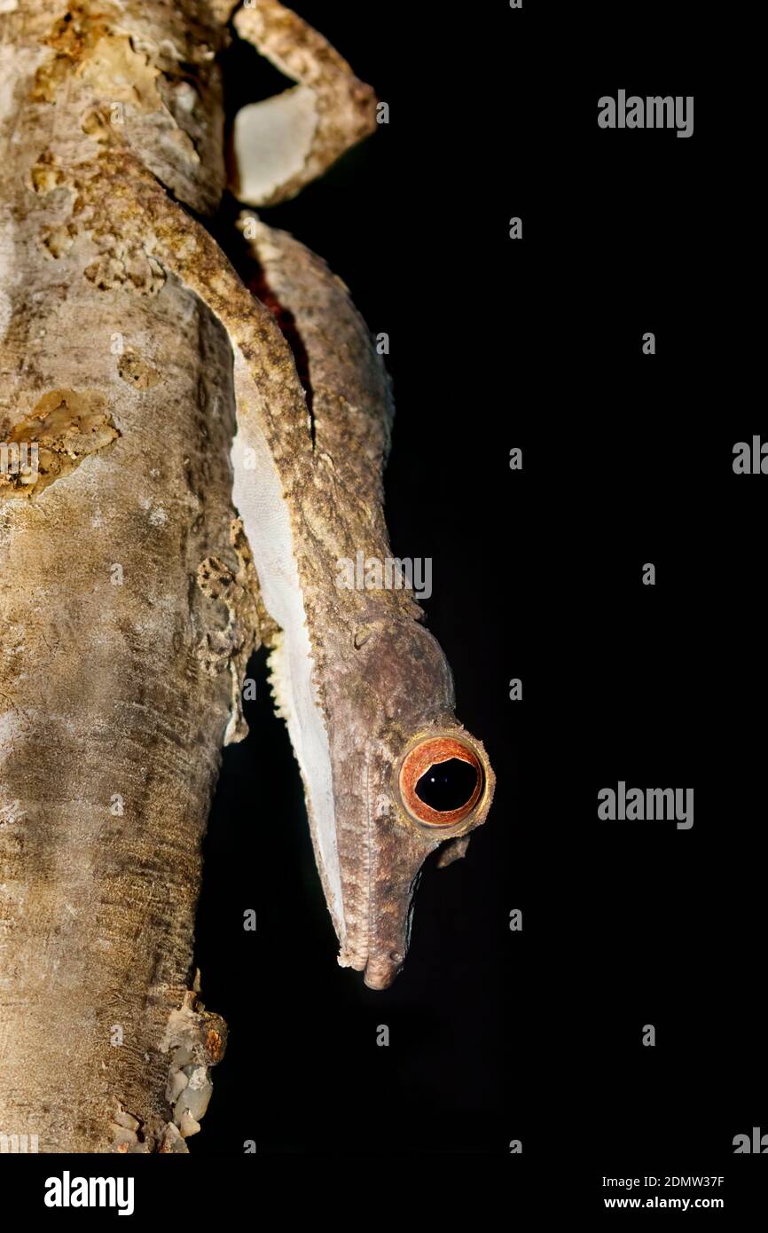 Flat gecko gecko hi-res stock photography and images - Alamy