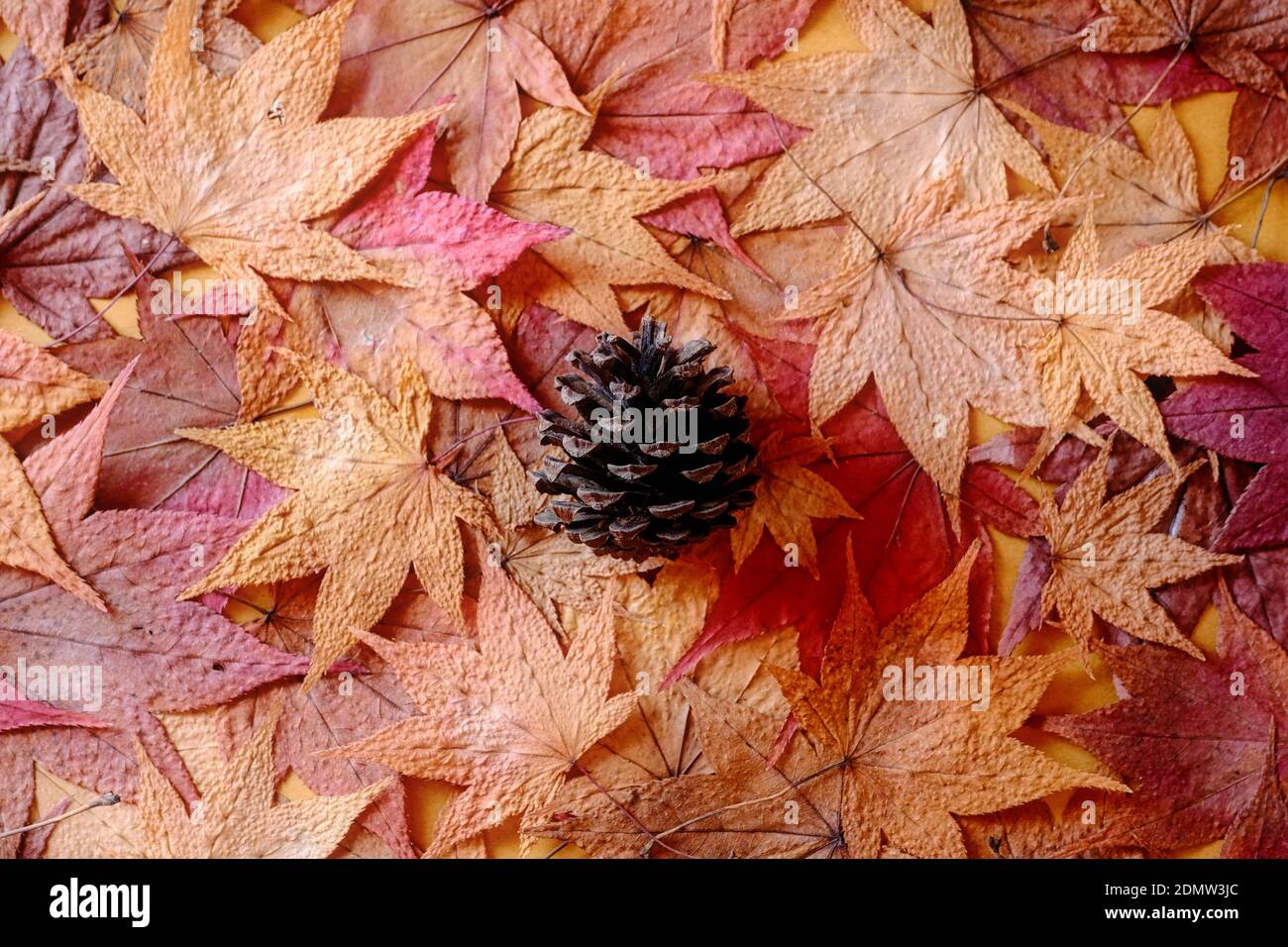 Fallen pinecones close up hi-res stock photography and images - Alamy