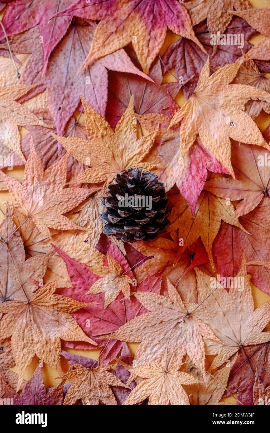 Fallen pinecones close up hi-res stock photography and images - Alamy
