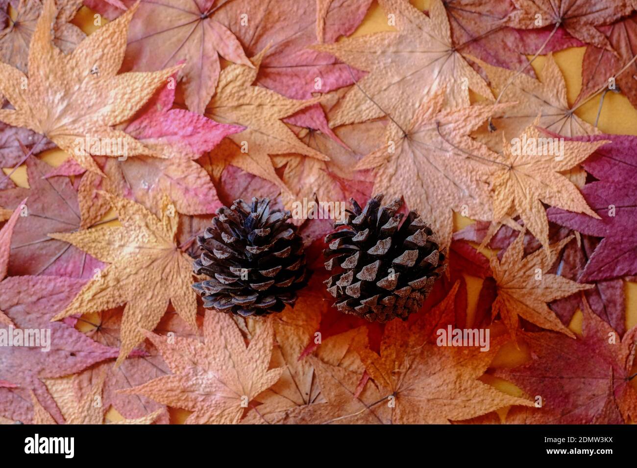 Fallen pinecones close up hi-res stock photography and images - Alamy