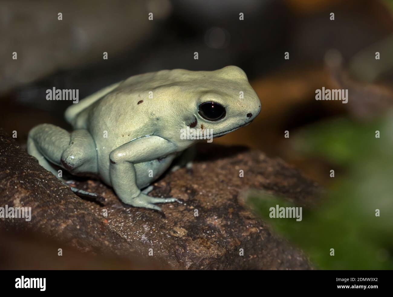 Dyeing poison dart frog, Moody Gardens Rainforest Pyramid, Galveston ...
