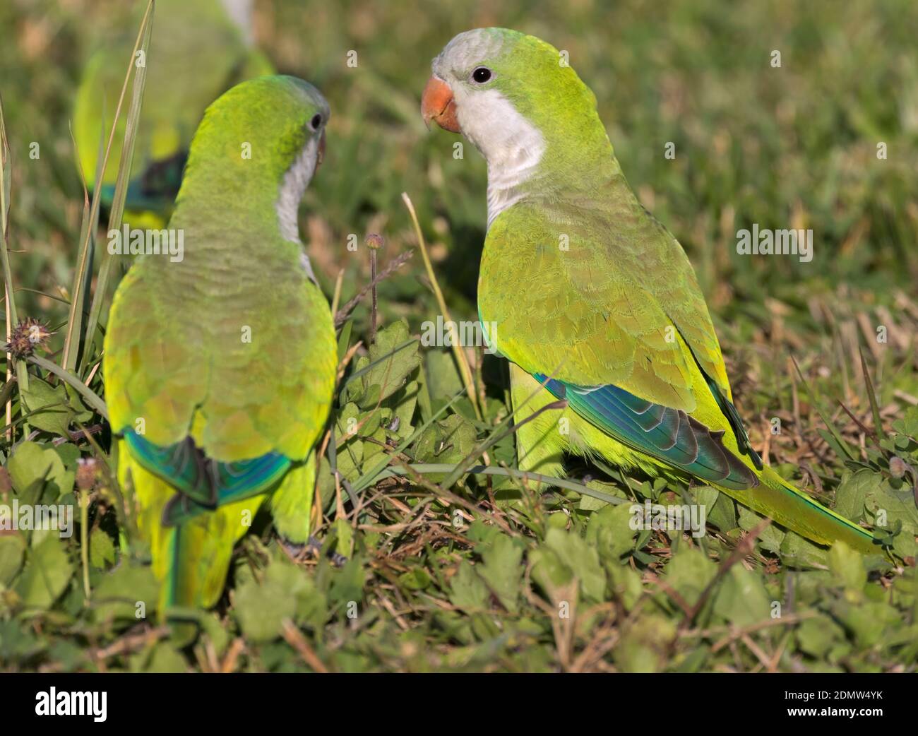 Small Flock Of Monk Parakeets Feeding In Grass, Galveston Stock Photo ...