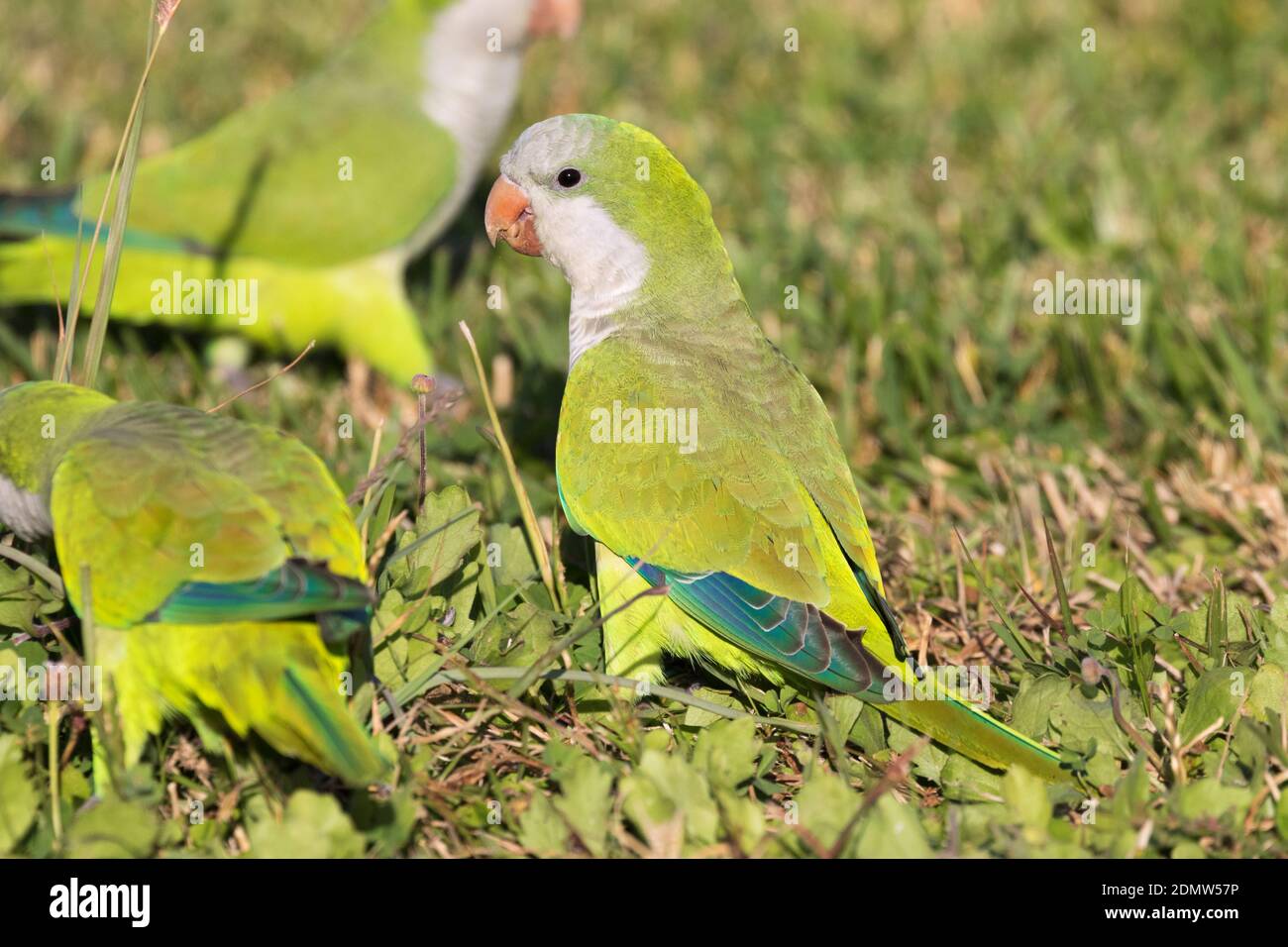 Small Flock Of Monk Parakeets Feeding In Grass, Galveston Stock Photo ...