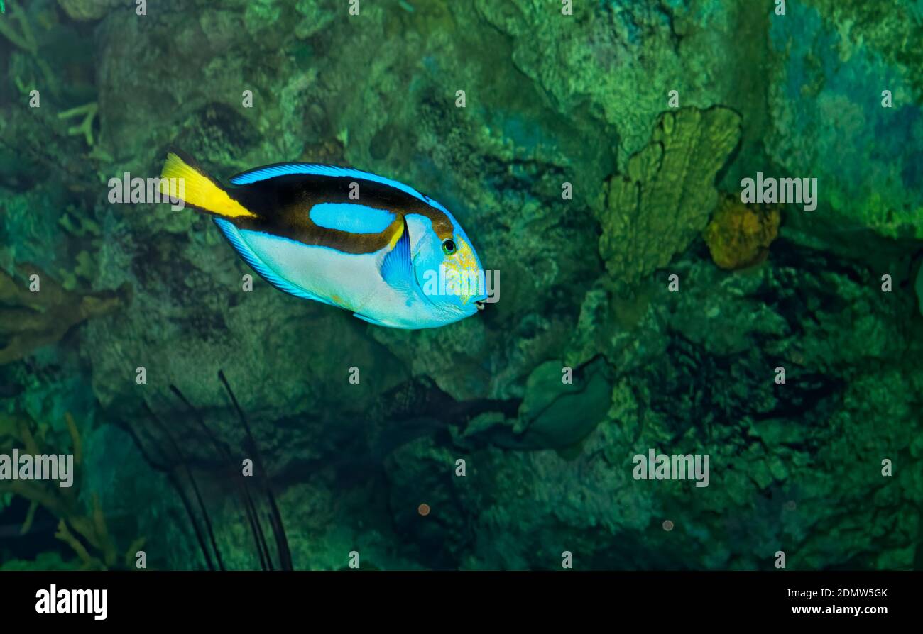 Blue tang fish (Paracanthurus hepatus ) in Moody Gardens Aquarium ...