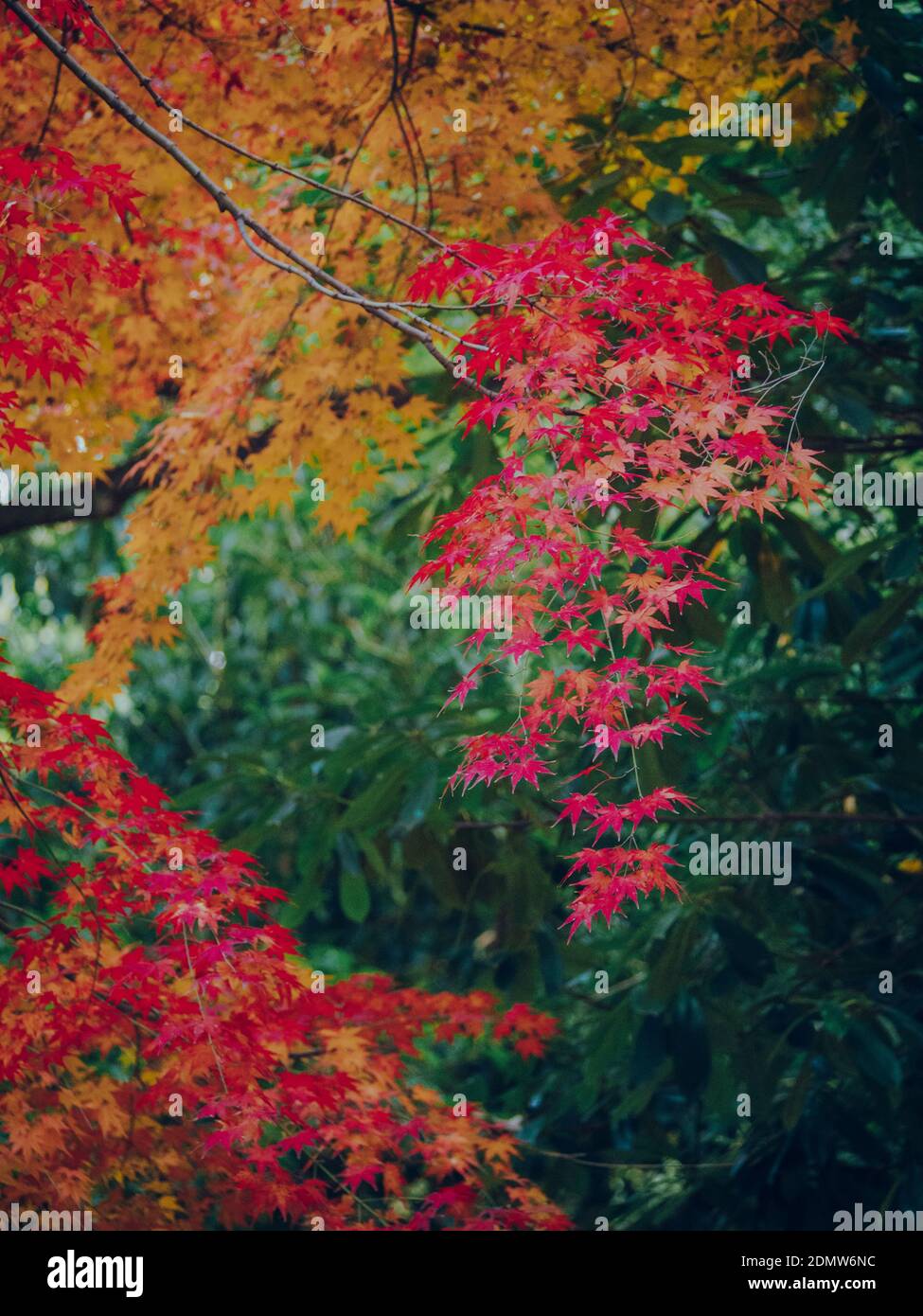Red maple leaves in autumn and Chinese classical architecture Stock ...