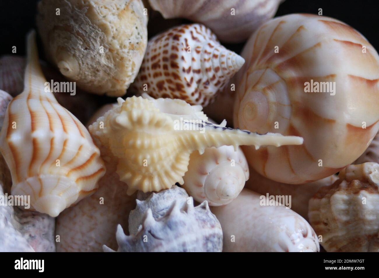 Seashell fungus hi-res stock photography and images - Alamy