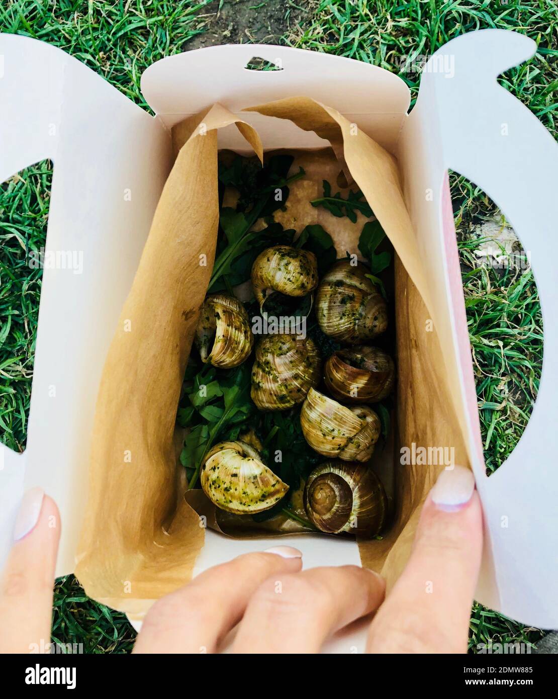 Animal escargot hi-res stock photography and images - Alamy