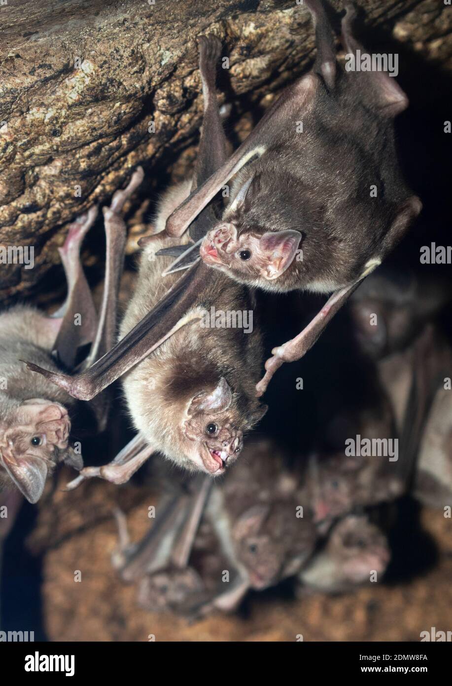 Vampire Bats