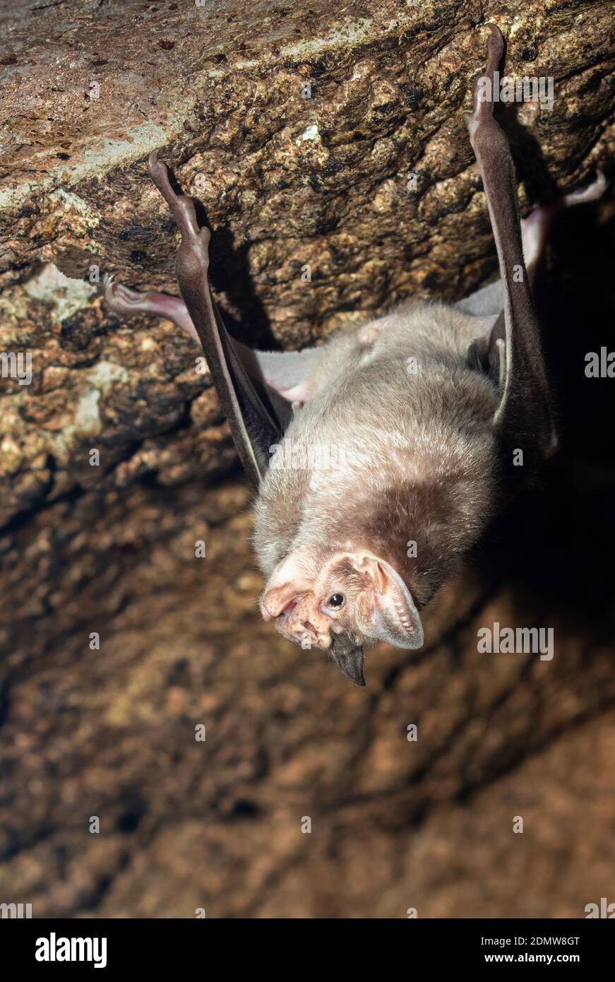Vampire bats hi-res stock photography and images - Alamy