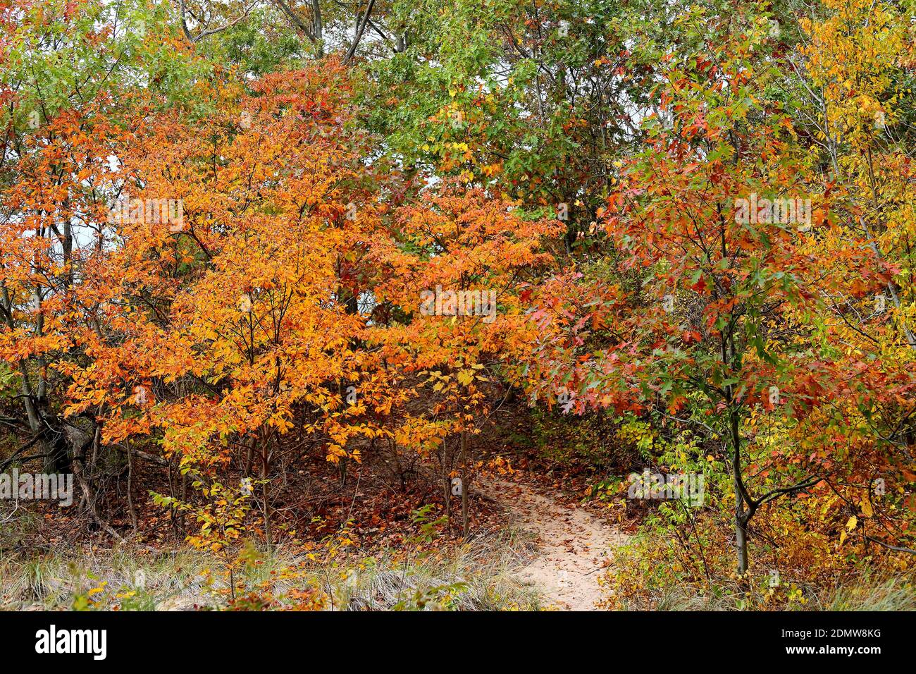 Small oak trees in autumn colors along a sandy path to a lake in ...