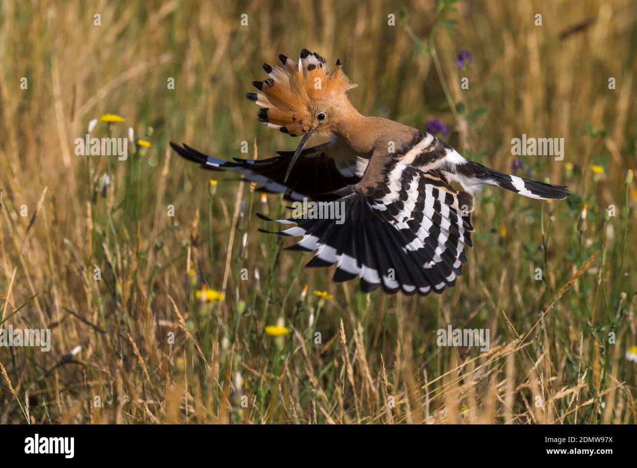 Hop in vlucht; Eurasian Hoopoe in flight Stock Photo - Alamy