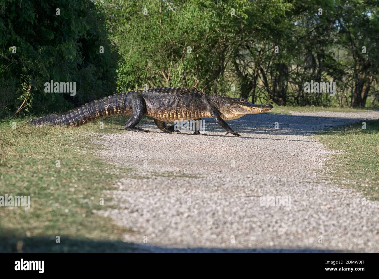 American alligator walking hi-res stock photography and images - Alamy