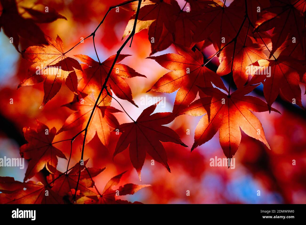 Japanese Fall Foliage Stock Photo - Alamy