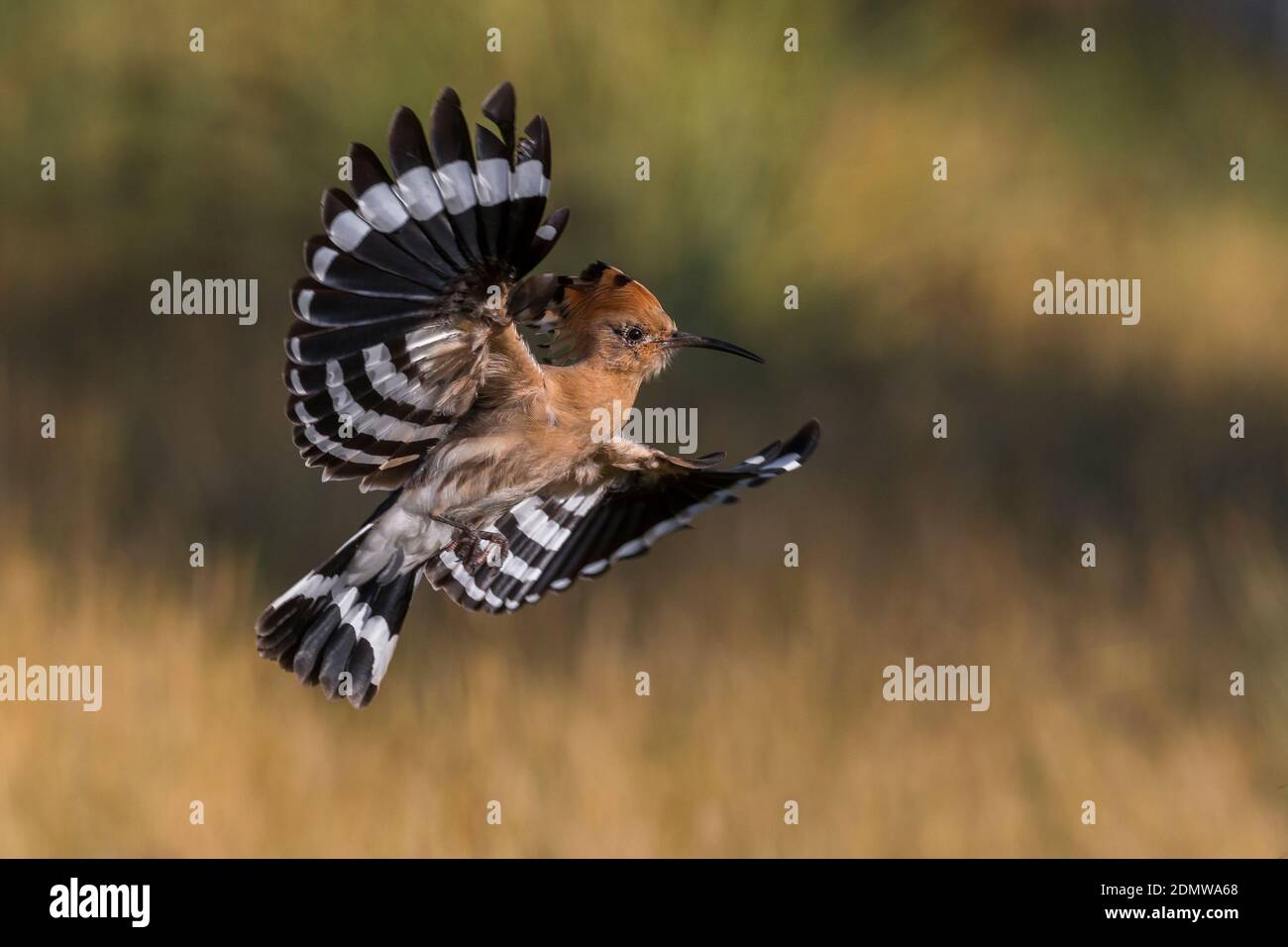 Hop in vlucht; Eurasian Hoopoe in flight Stock Photo - Alamy
