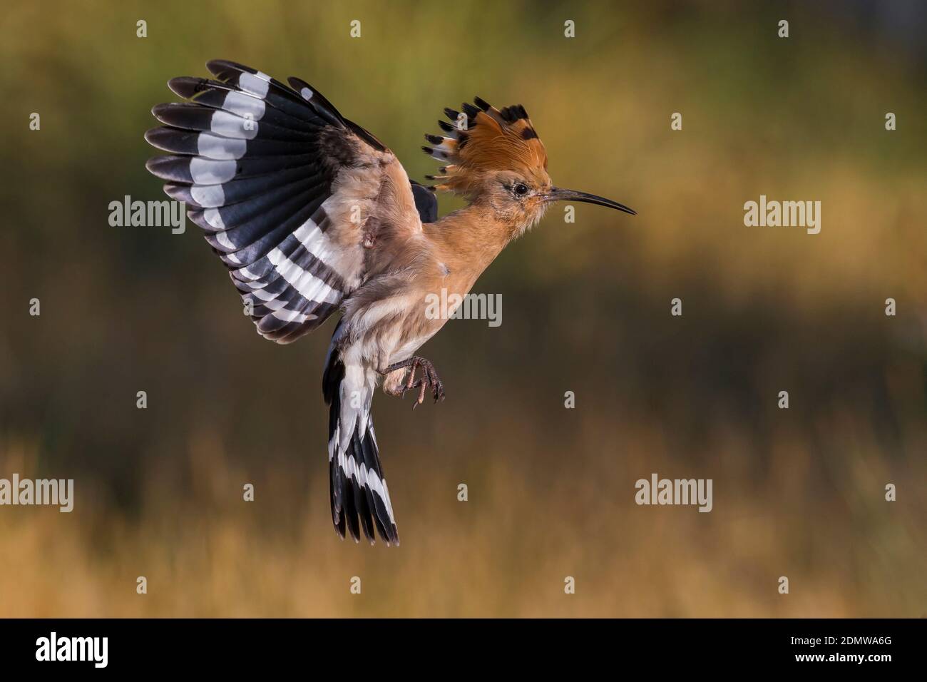 Hop in vlucht; Eurasian Hoopoe in flight Stock Photo - Alamy