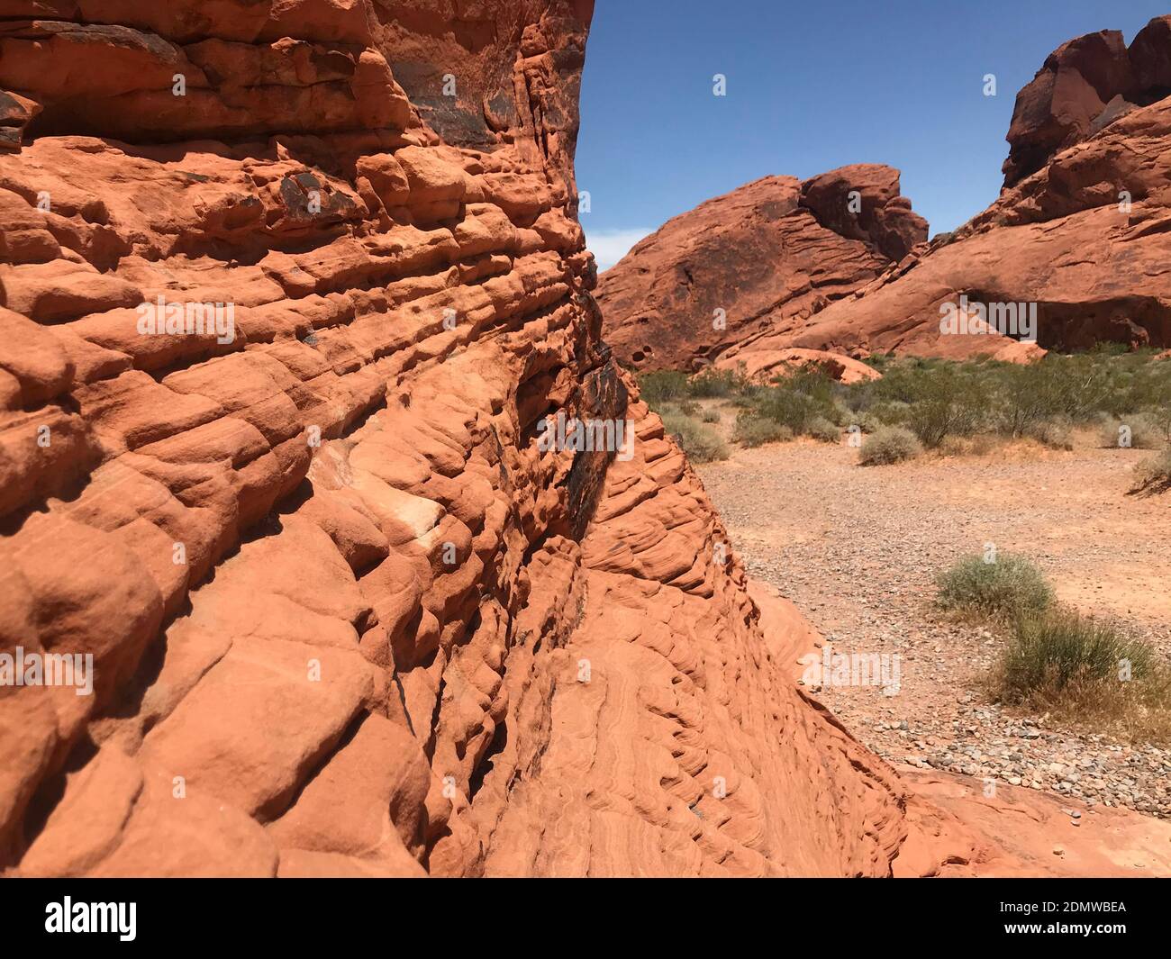 Semi desert animals hi-res stock photography and images - Alamy