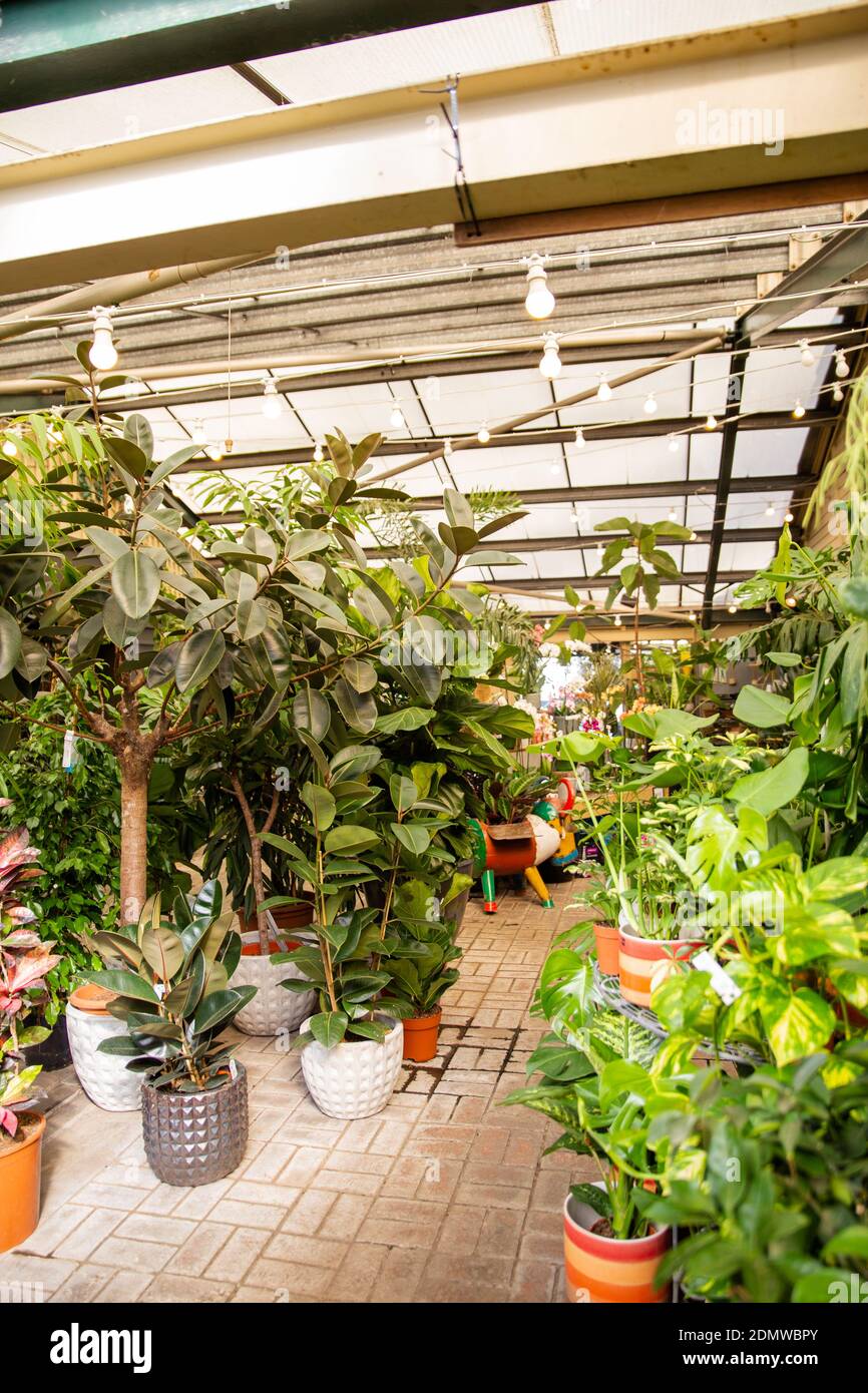 Display of plants and small trees inside a store Stock Photo - Alamy