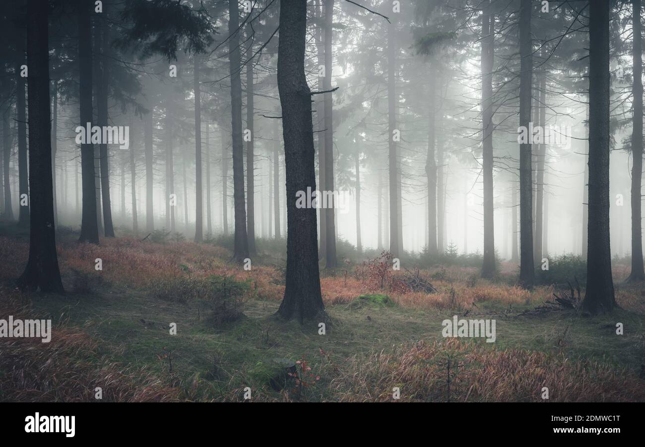The forest in the fog Stock Photo - Alamy