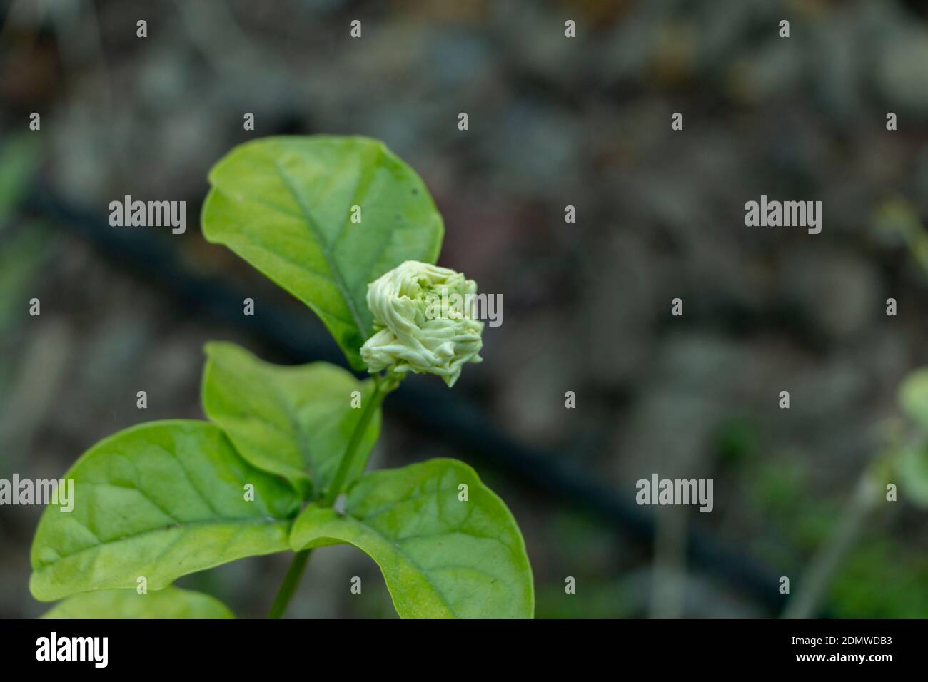 Green tree flower hi-res stock photography and images - Alamy