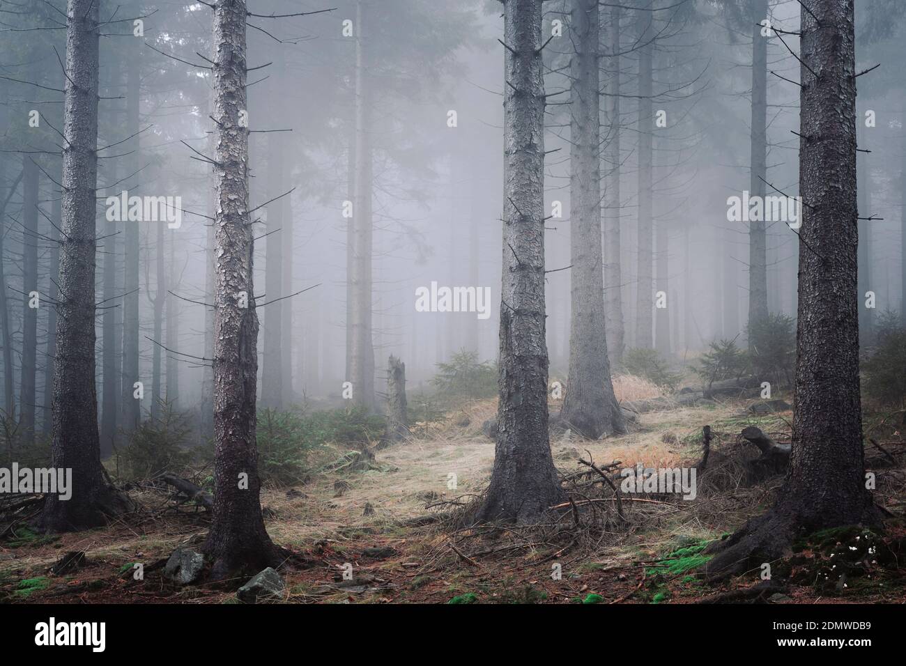 The forest in the fog Stock Photo - Alamy