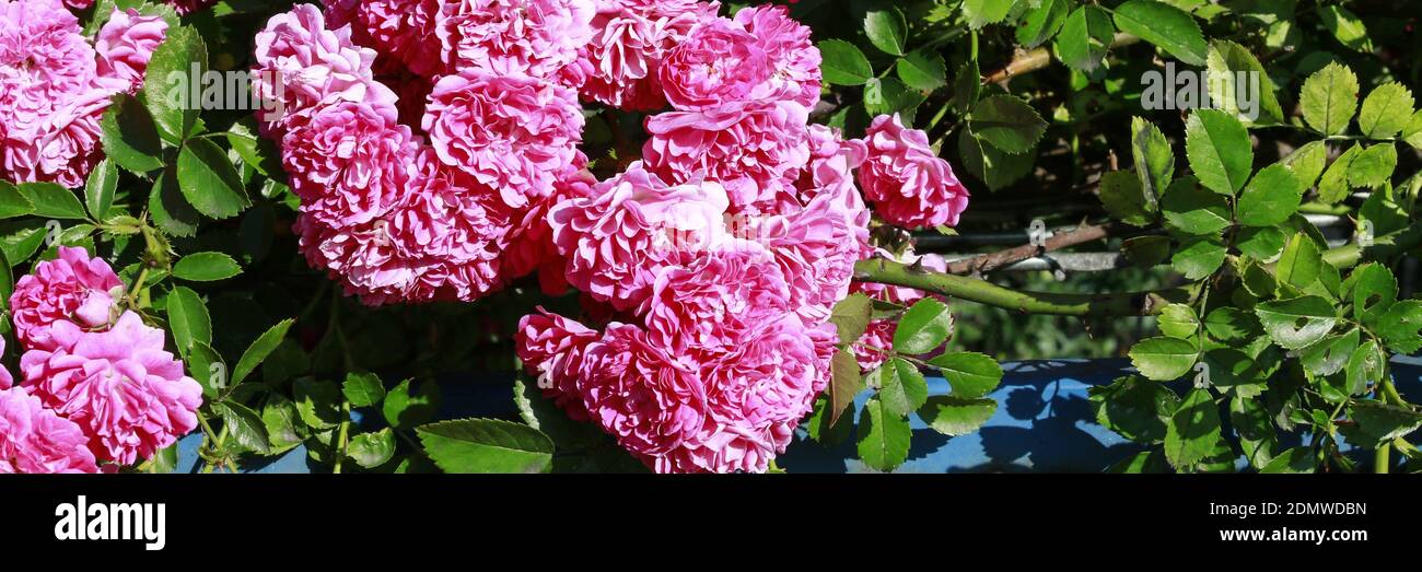 Rose bush in the garden. Summer flowers Stock Photo - Alamy
