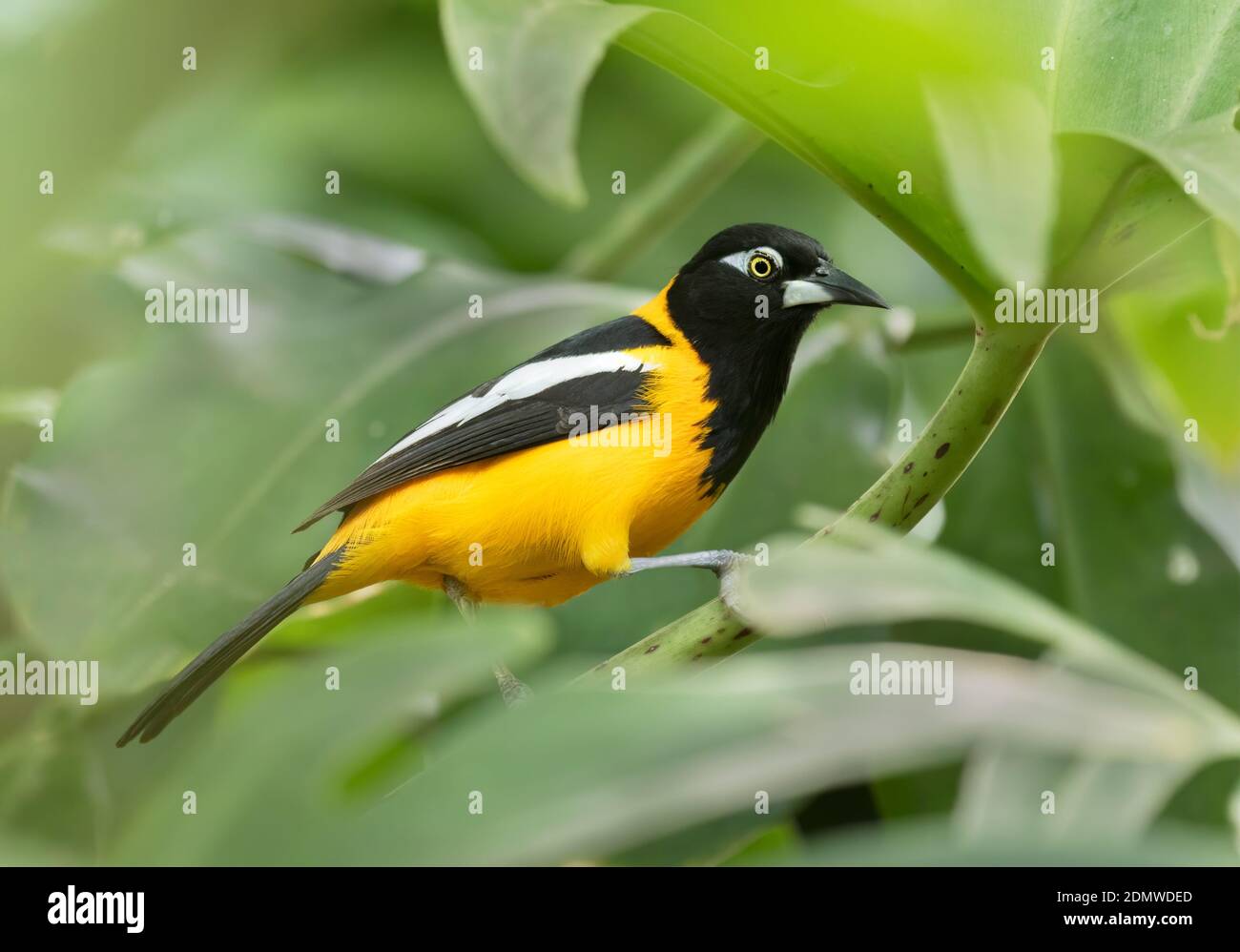 Venezuelan troupial in the rainforest Stock Photo - Alamy