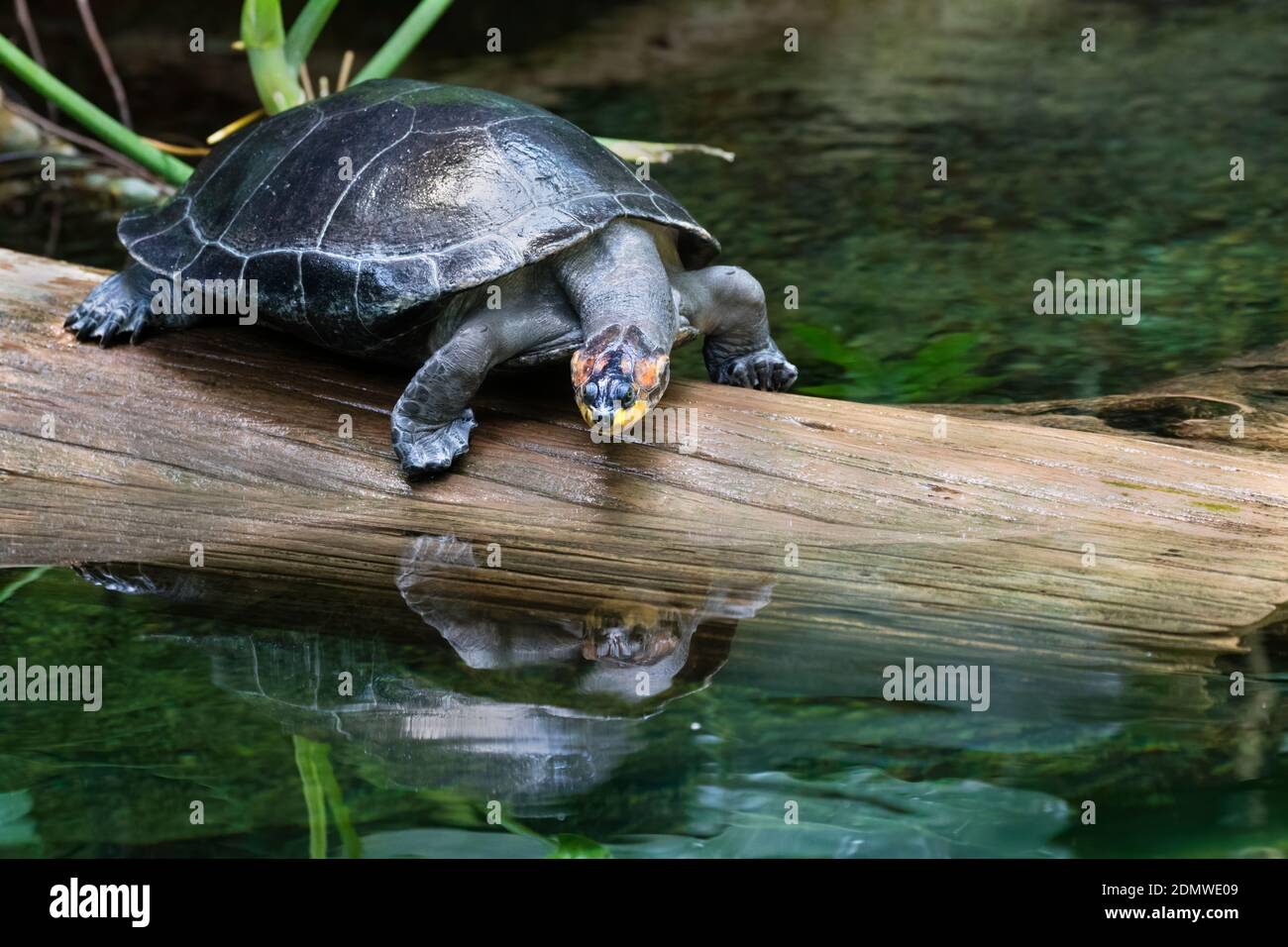 The yellow spotted river turtles on the log Stock Photo - Alamy