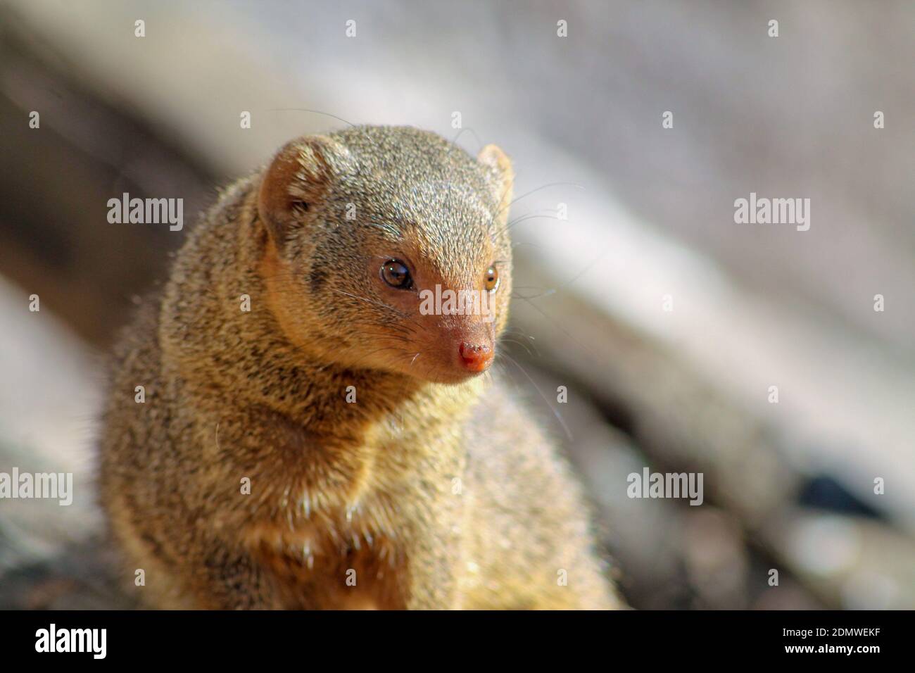 Manguste hi-res stock photography and images - Alamy