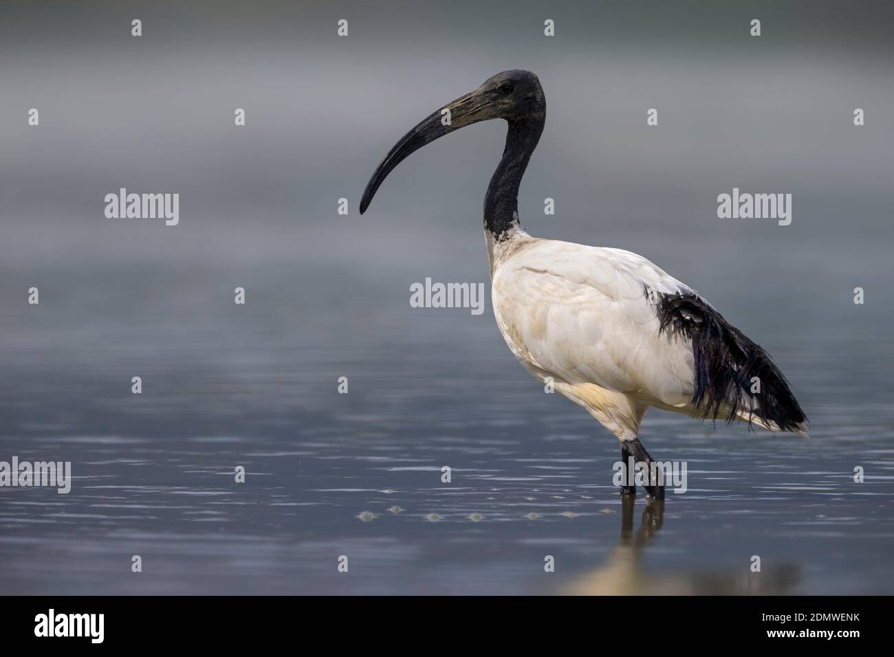 Heilige ibis hi-res stock photography and images - Alamy