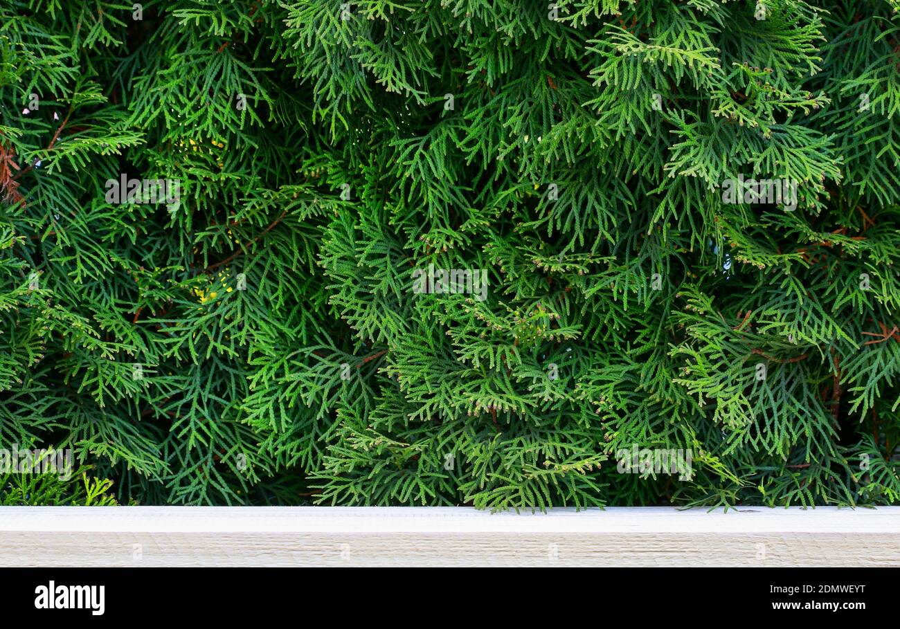 Green thuja occidentalis (white cedar) background. Summer time Stock ...