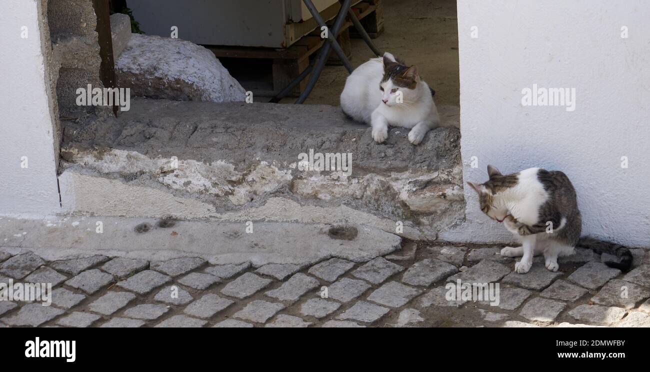 Homless cats in the street Stock Photo - Alamy