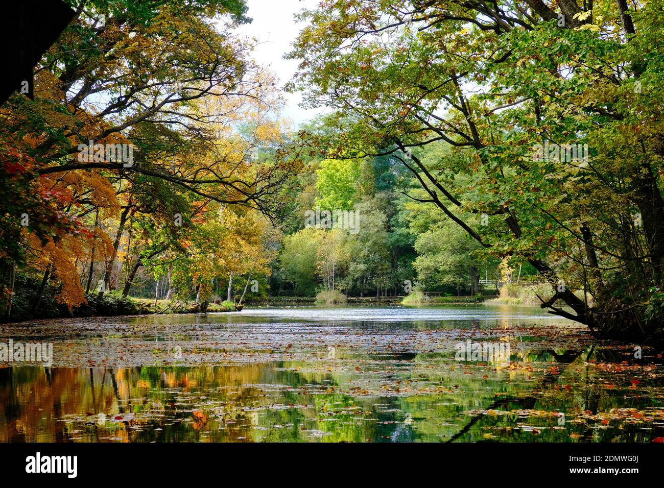 Beautiful orange red leaves swamp hi-res stock photography and images ...
