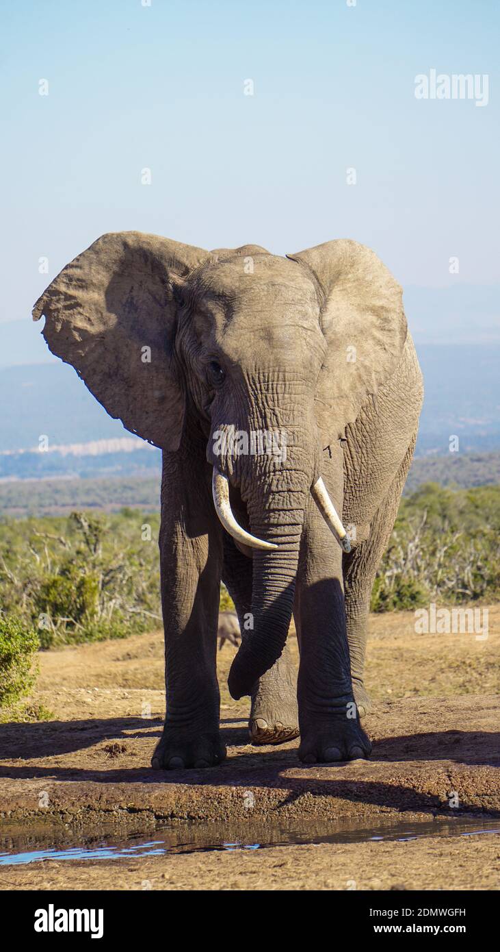 Full Length Of Elephant Standing On Land Stock Photo - Alamy