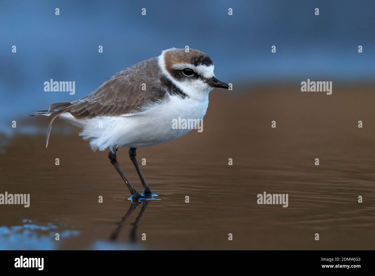 Strandplevier; Kentish Plover; Charadrius alexandrinus Stock Photo - Alamy