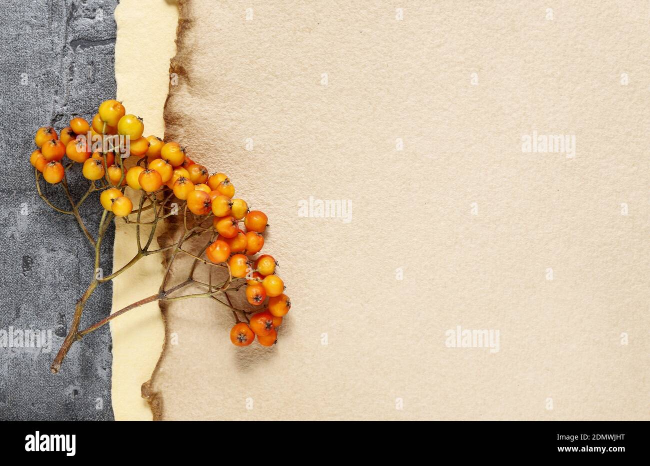 Sheets of vintage paper and rowan berry twigs, copy space Stock Photo ...