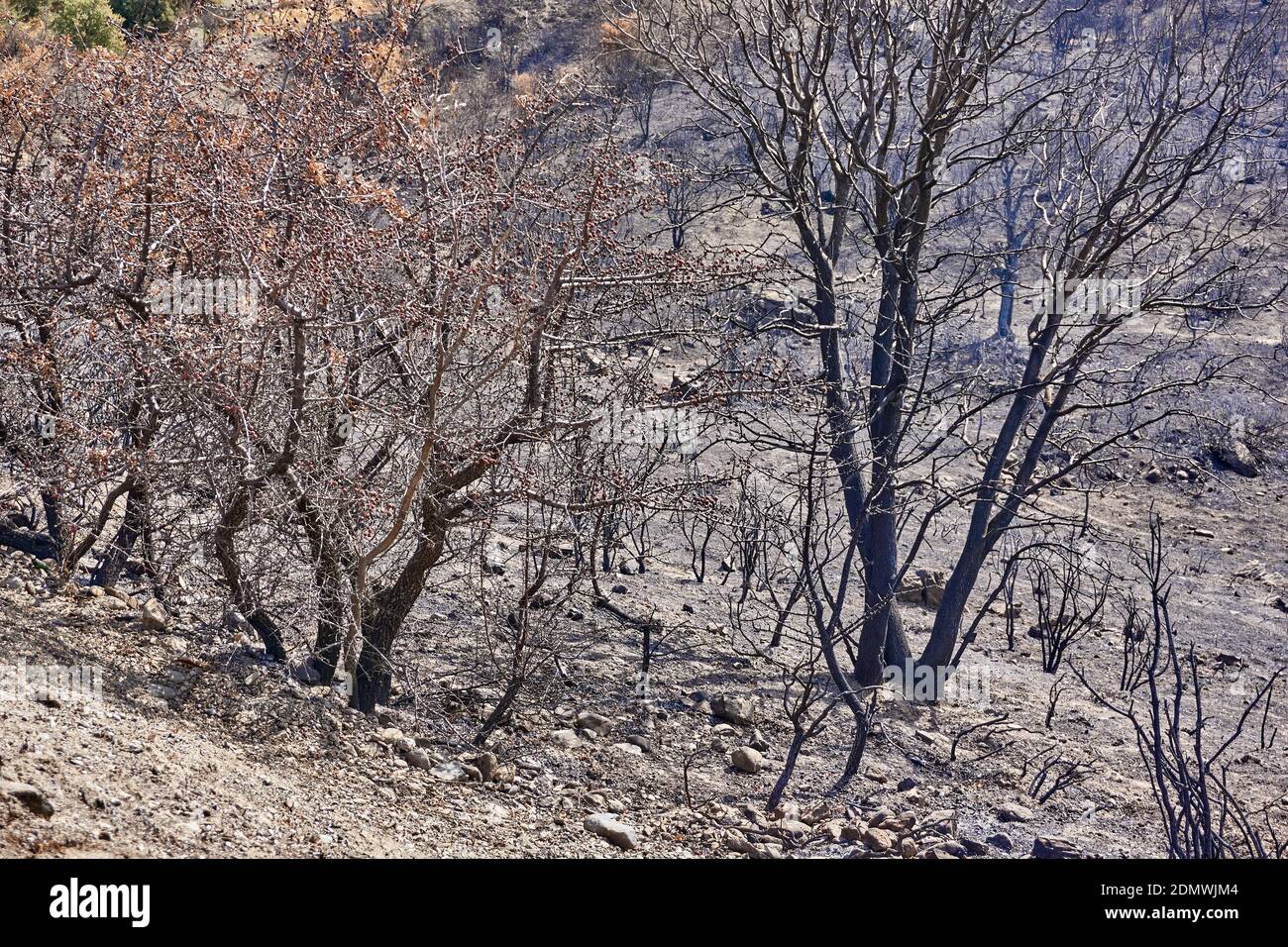 Environmental damage after forest fire Stock Photo - Alamy