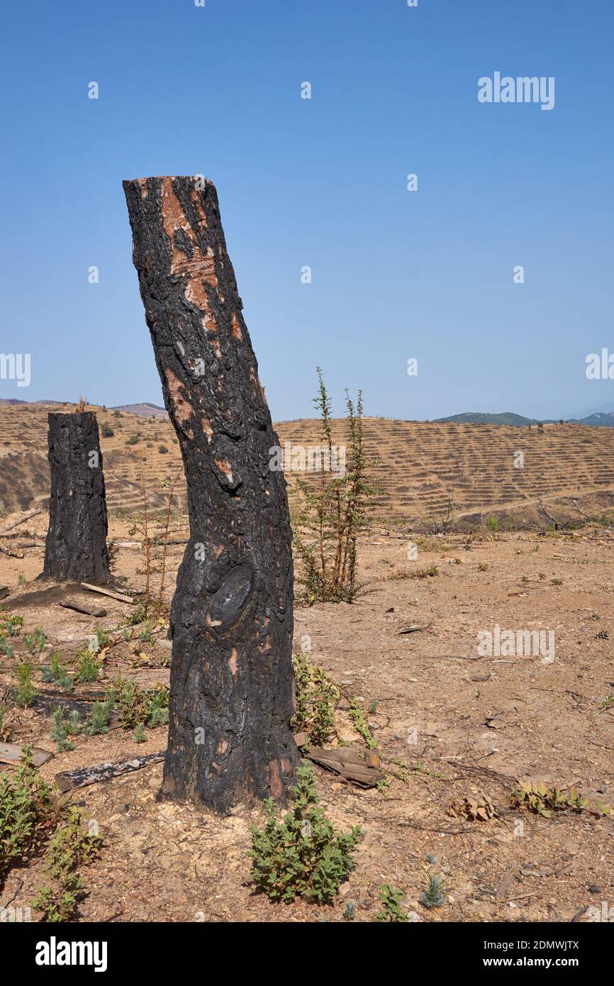 Environmental damage after forest fire Stock Photo - Alamy