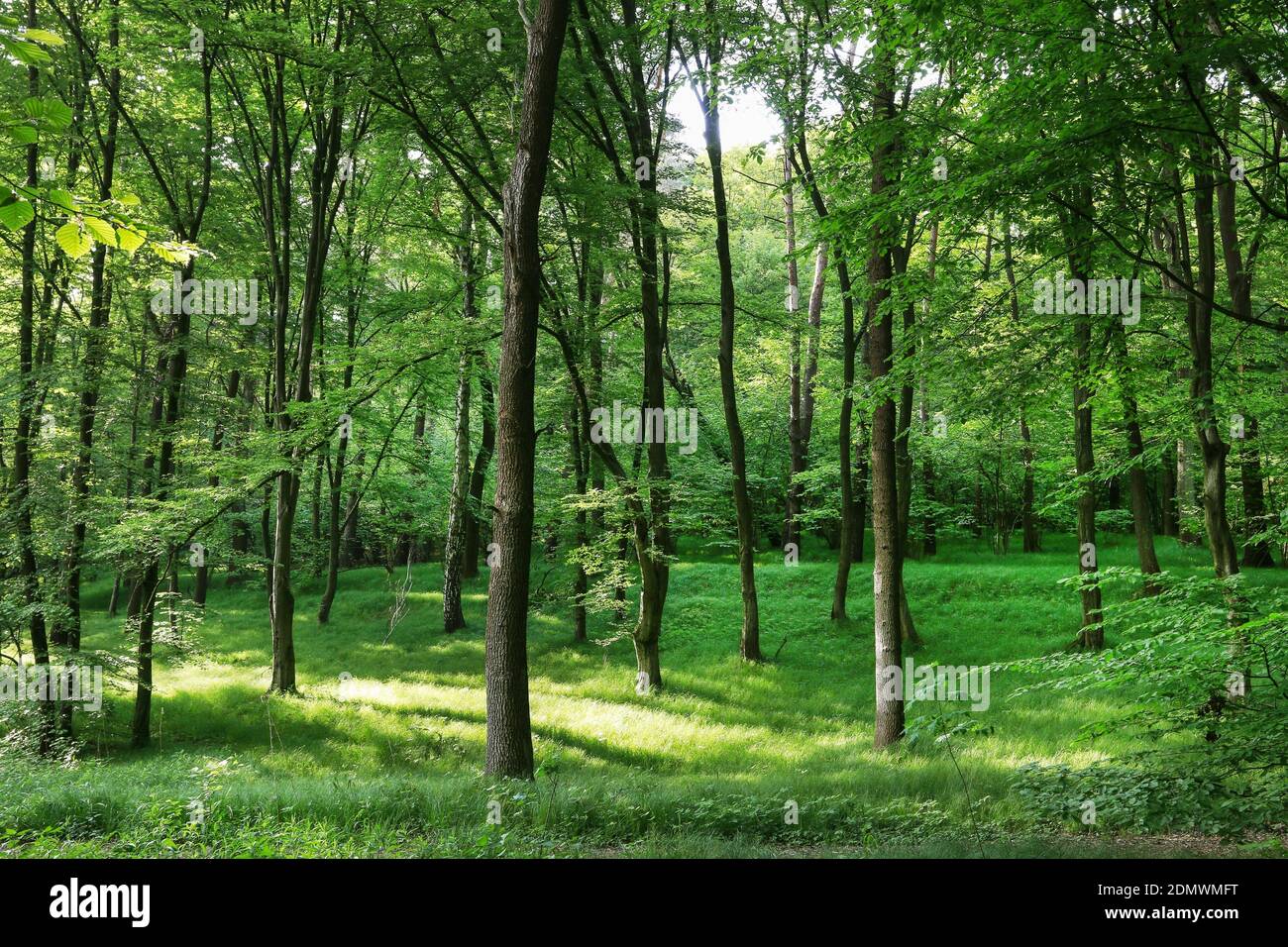 Beautiful summer forest wallpaper. Graphic resources Stock Photo - Alamy