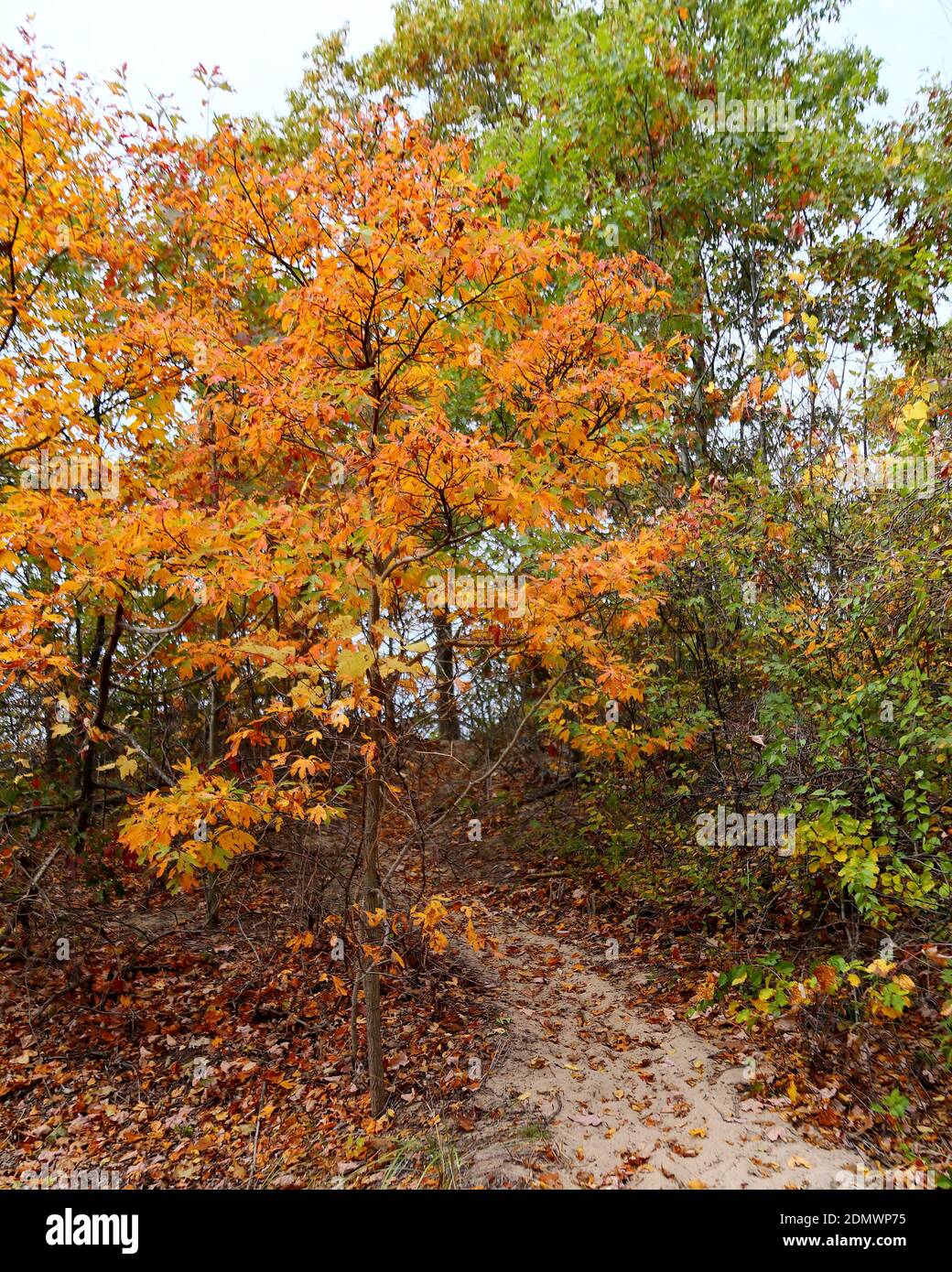 Small oak trees in autumn colors along a sandy path to a lake in ...